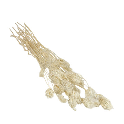 Brindici - Sale of White Finocchio - Dried flowers in bulk