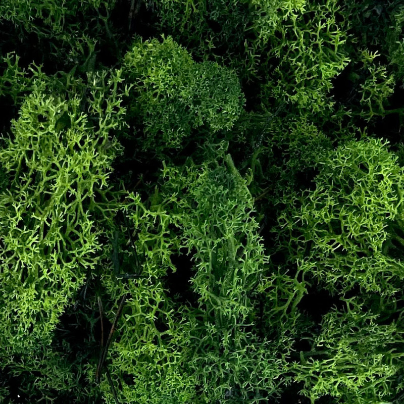 Brindici - Vente de Mousse Lichen